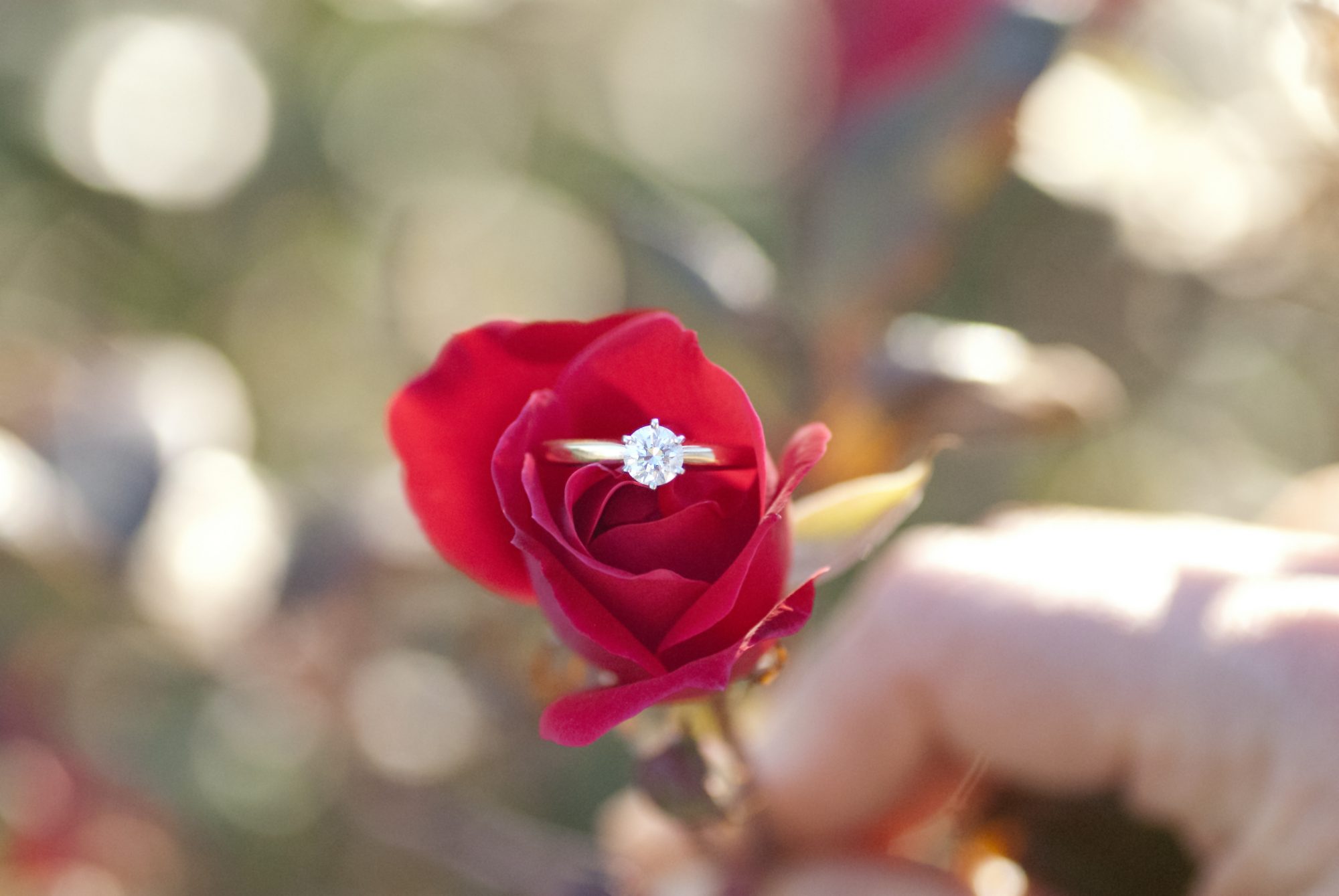 David's Story - David Loves Priscilla